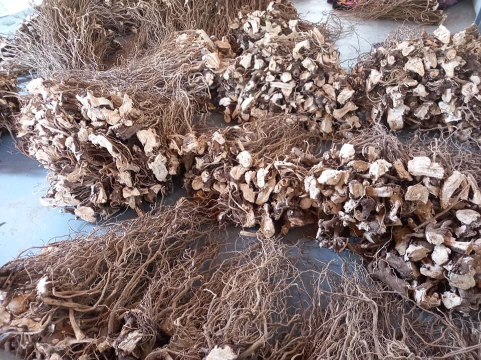 What is Noble Kava? – Bula Premium Kava Pty Ltd