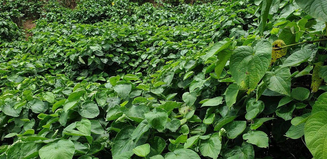 Our Story – Bula Premium Kava Pty Ltd